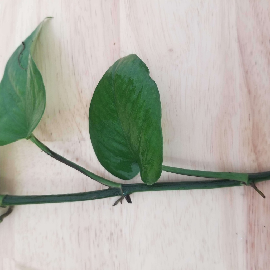 LVP - Money plant (jade) stem cutting/ Keratan batang pokok sirih ...