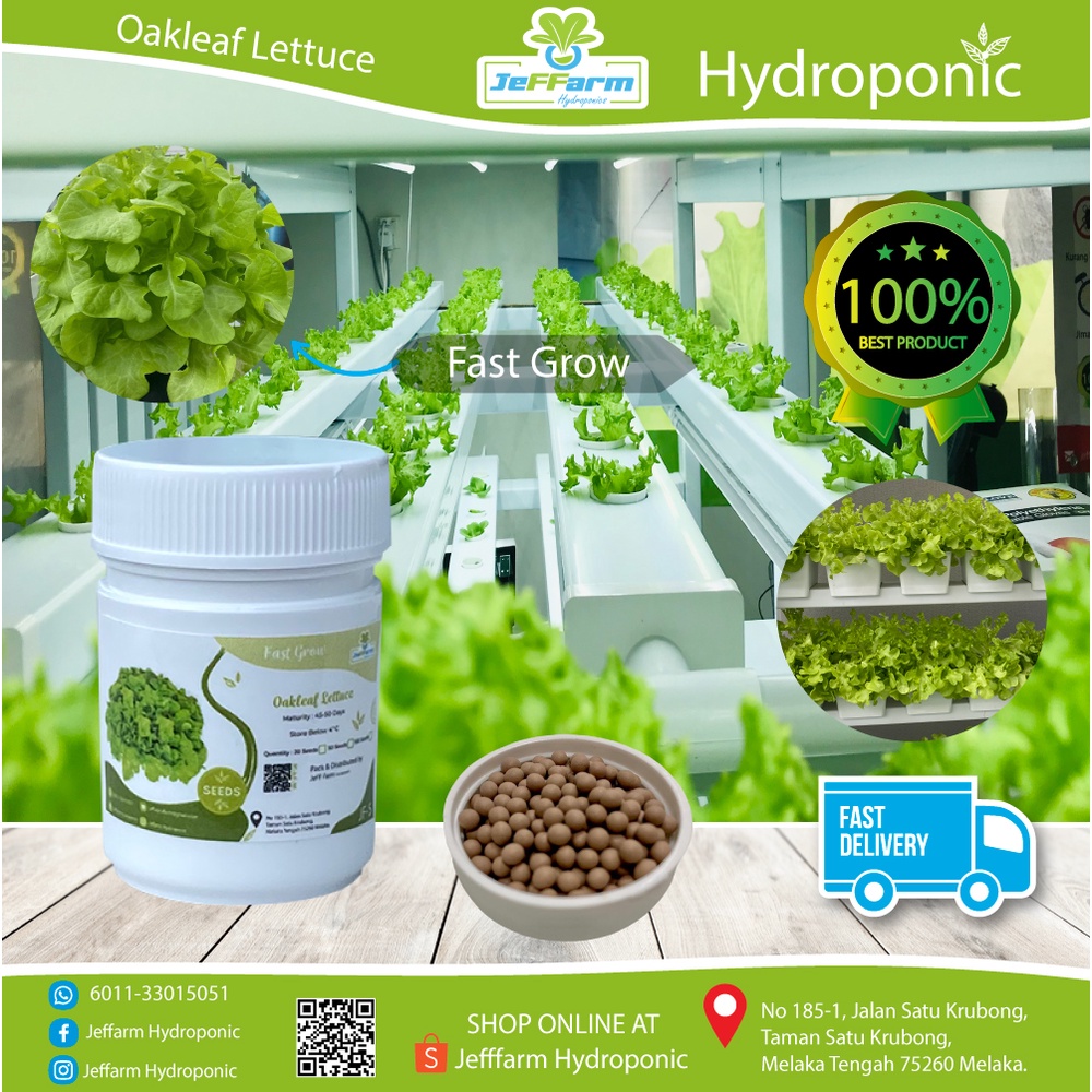Lettuce Oakleaf ( 20,50,100Seeds) Jeffarm Hydroponic | Shopee Malaysia