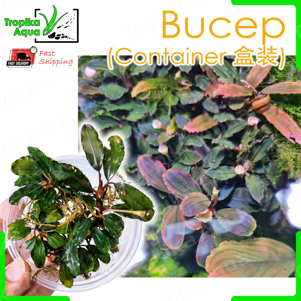 Bucephalandra (bucep) Container/mixed 辣椒榕 **emersed** -[lowtech][long ...