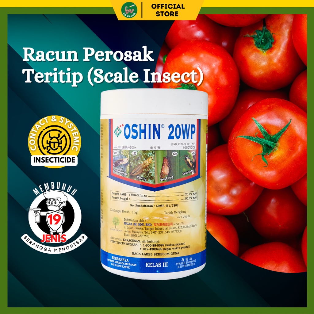 OSHIN 20WP Racun Perosak Tanaman Pokok Tomato Lalat Putih Mampu ...