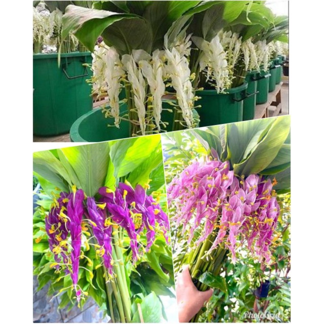 KKB Globba Winitii, Dancing Lady Ginger, Mauve Dancing Ladies, Dancing ...