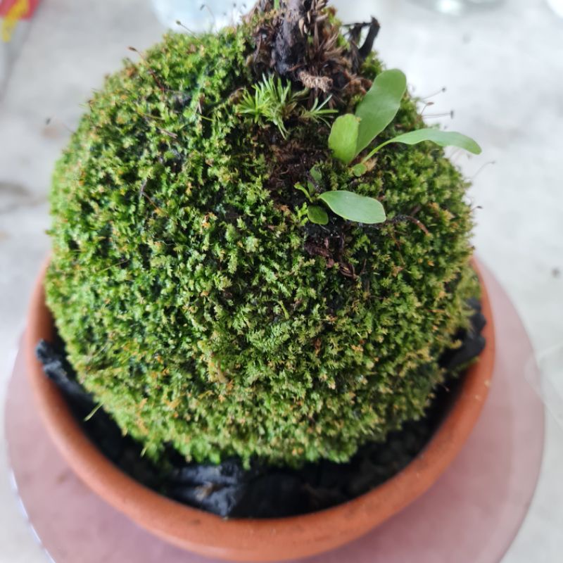flat moss Christmas moss terrarium plant miniature landscape Kokedama ...