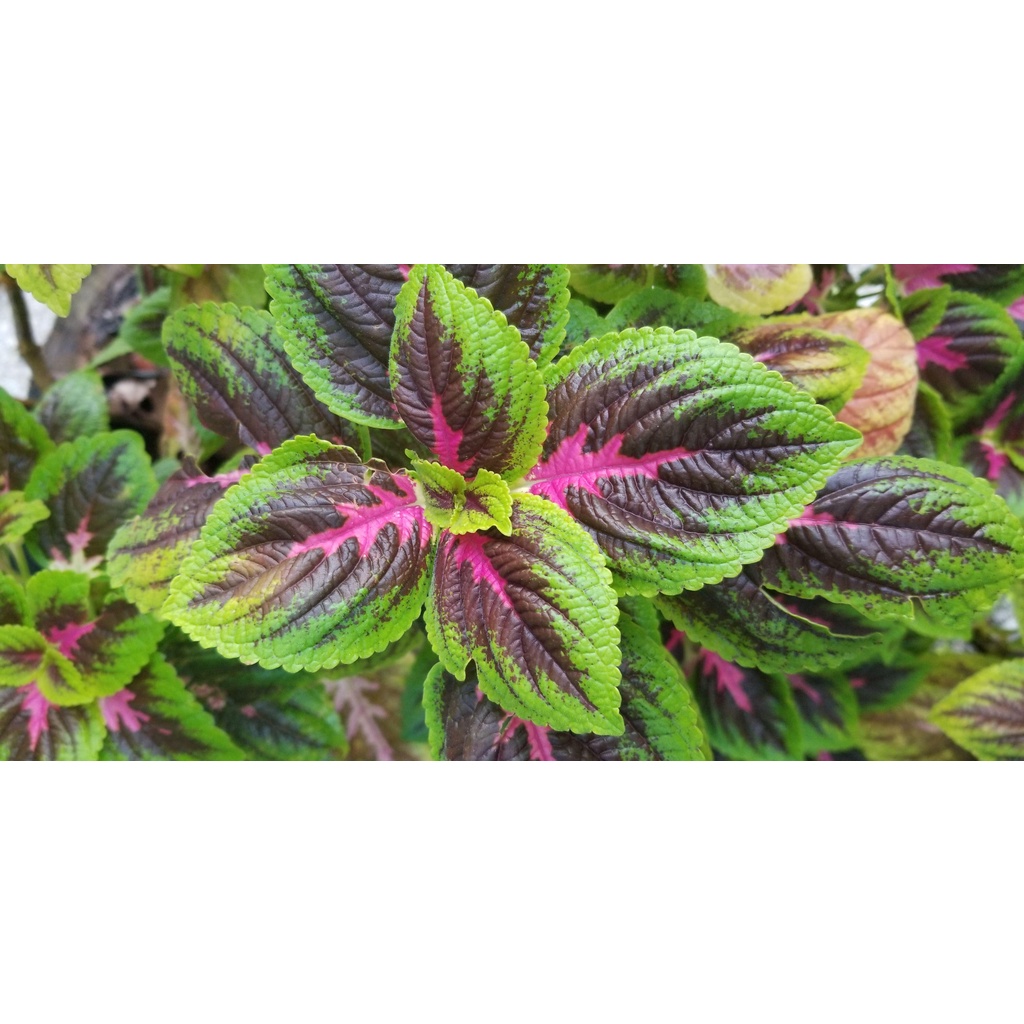 LP - Coleus French Quarter Cuttings / Keratan Batang Ati-ati French ...