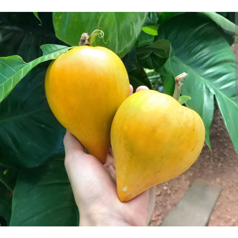 Pokok kuning telur, berbuah di malaysia, tiada waranti | Shopee Malaysia