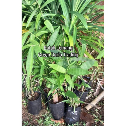 BENIH POKOK BULUH LEMANG..pokok rare & stabil. | Shopee Malaysia