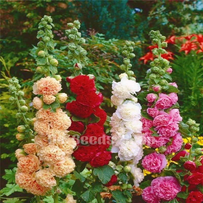 Benih Bunga Hollyhock Double Mix 30pcs/Althea Rosea/混色重瓣蜀葵籽 | Shopee ...