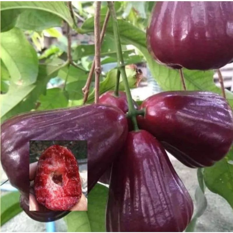 Pokok Jambu Madu Dalhari Hibrid | Shopee Malaysia