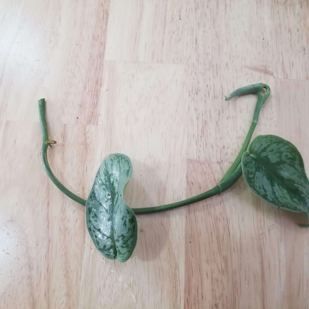 LVP - Satin photos exotica plant cutting / keratan batang pokok satin ...