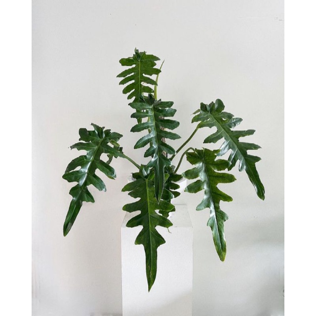 KKB Philodendron Bobcee, Bob Cee plant in pot | Shopee Malaysia