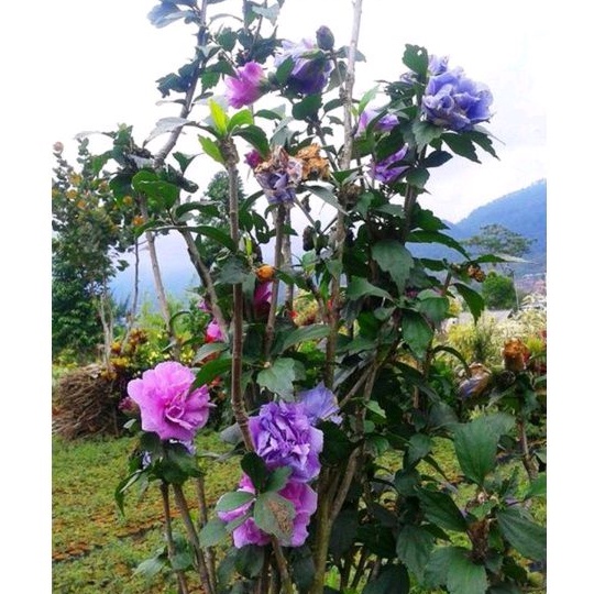 bunga raya rose of sharon purple /bunga berlapis 2 tone warna | Shopee ...