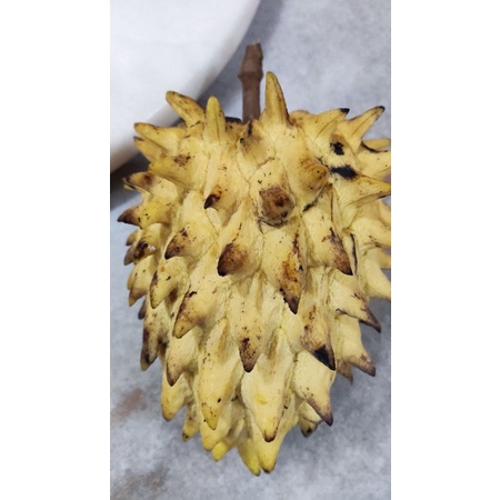 Biji benih Nona brazil Rollinia biriba yellow custard apple | Shopee ...