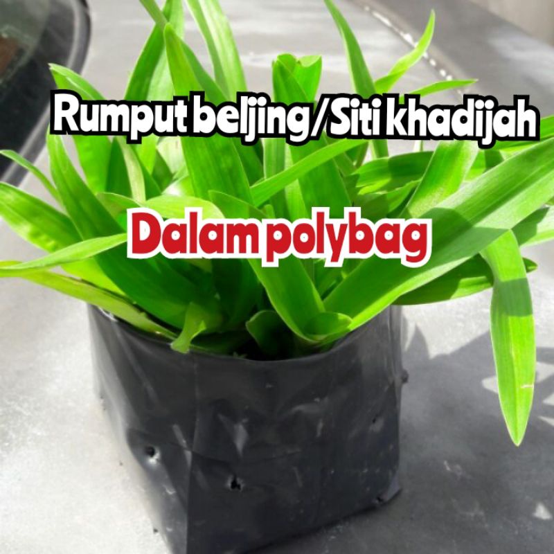 pokok Rumput Beljing/ Rumput Siti Khadijah/beljing grass | Shopee Malaysia