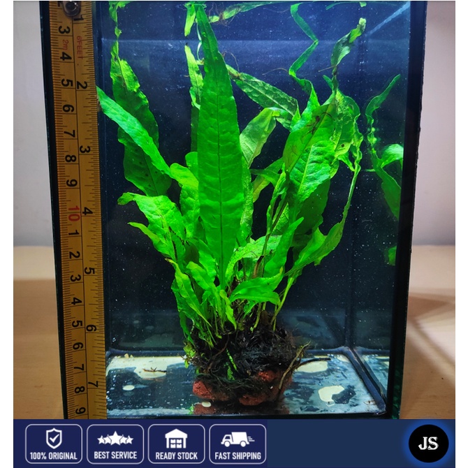 🔥Buy 3 Free 1🔥Anubias, Windelov & Java Fern Aquatic Live Plant (Anubias ...