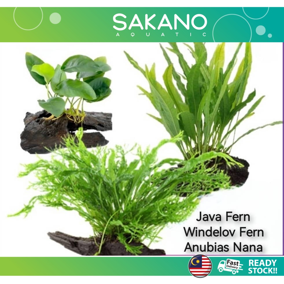 Aquarium Live Aqua Plants On Wood Anubias Nana /Java Fern / Windelov ...