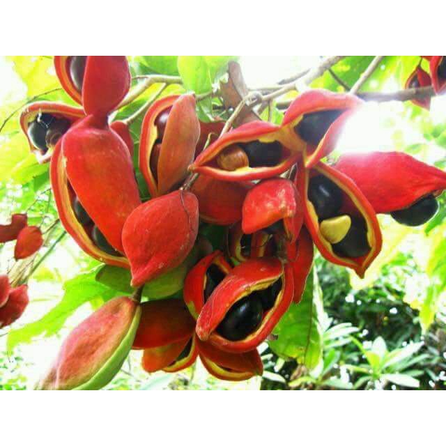 pokok berangan taiwan pokok tut | Shopee Malaysia