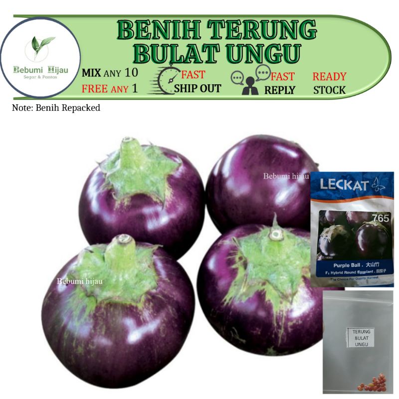 Pelbagai benih TERUNG BRINJAL Panjang Bulat Kedut Asam Ungu Hijau Putih ...