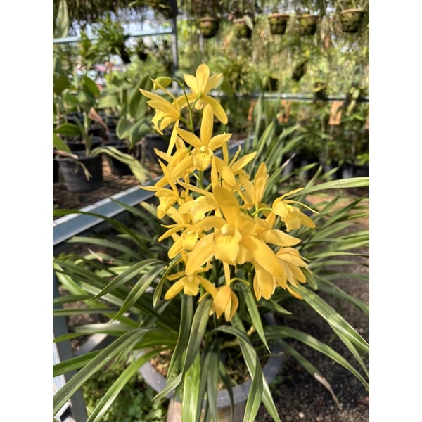 🌹Orkid Cymbidium Kuning Orchid Live Plant Pokok Hidup🌹 | Shopee Malaysia