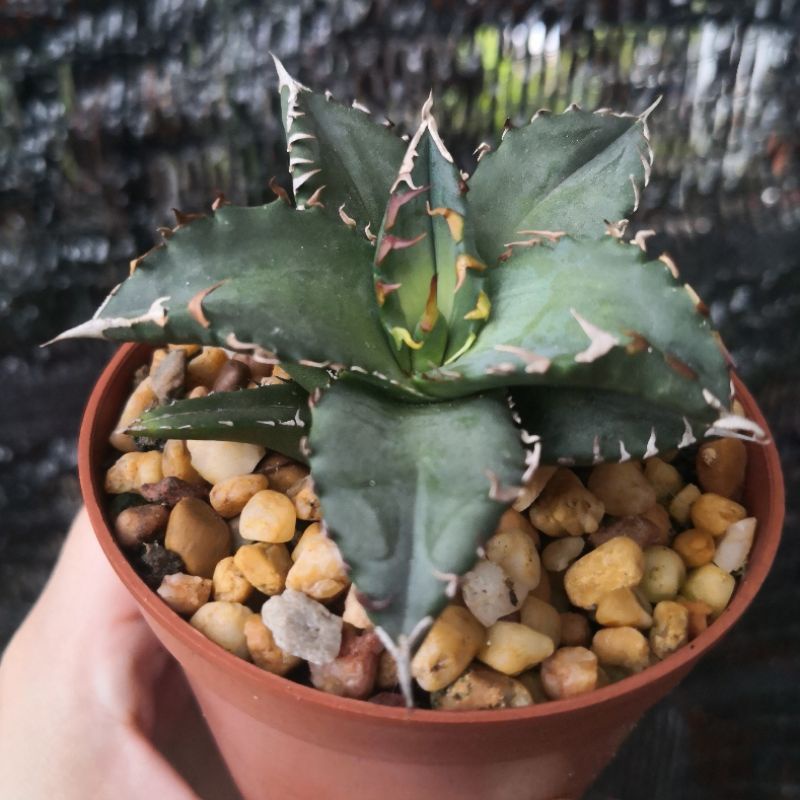 Cactus Agave Titanota White Whale 龙舌兰福建白鲸 | Shopee Malaysia