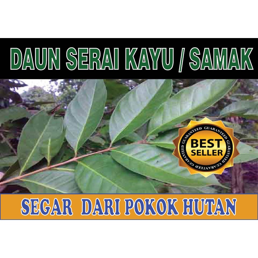 DAUN SERAI KAYU / SAMAK (100 HELAI > +- 200GRAM) | Shopee Malaysia