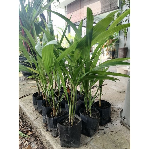 Pokok Palm Merah Saiz M tinggi 18 inci | Shopee Malaysia