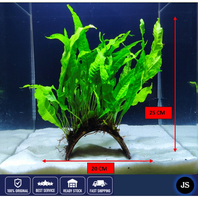 🔥Buy 3 Free 1🔥Anubias, Windelov & Java Fern Aquatic Live Plant (Anubias ...