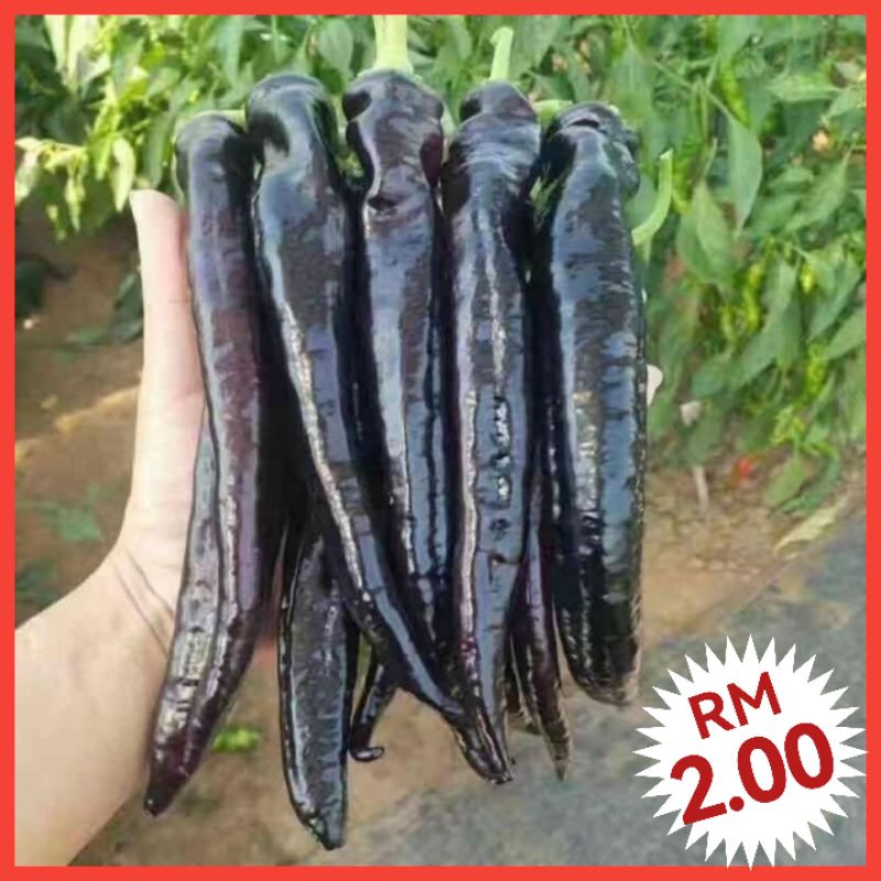C12 Biji Benih Cili Lada ungu purple pepper cihli Seeds - 紫美人辣椒种子 ...