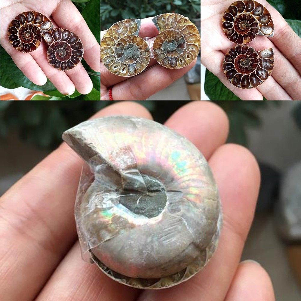 1Pair Half Cut Natural Conch Ammonite Shell Fossil Specimen Madagascar ...