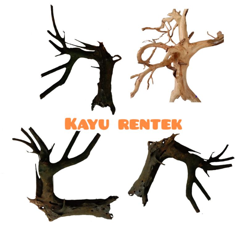 RENTEK WOOD rasamala aquascape root | Shopee Malaysia