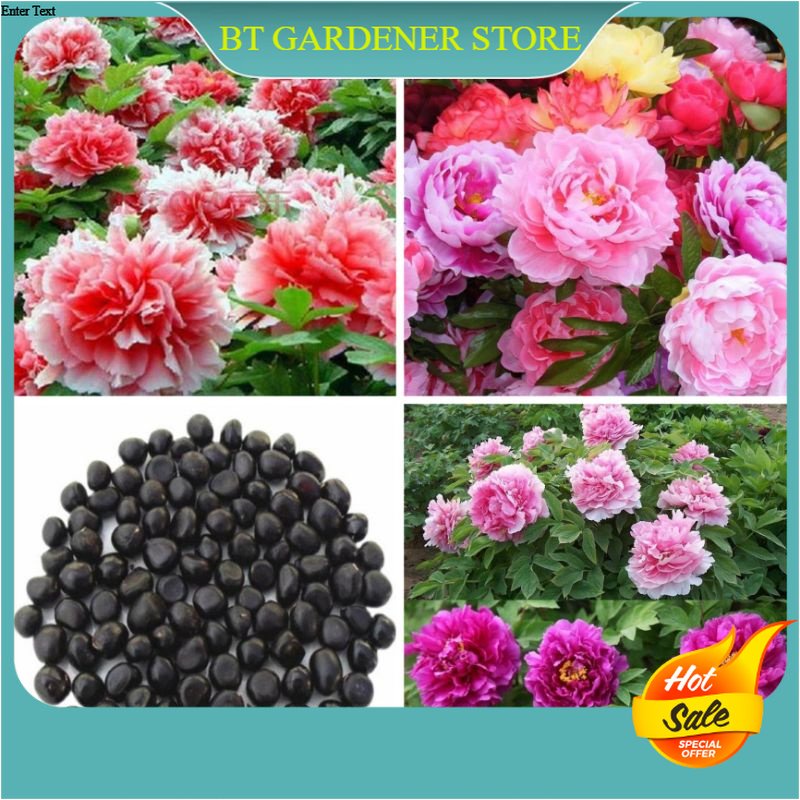 5 Pcs Biji Benih Bunga Peony | Flower Seed - Peony Ready Stock Sarawak ...
