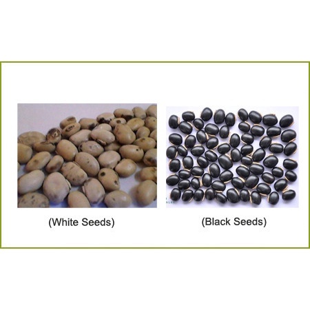 velvet bean / powder black and white (mucuna pruriens) serbuk biji ...