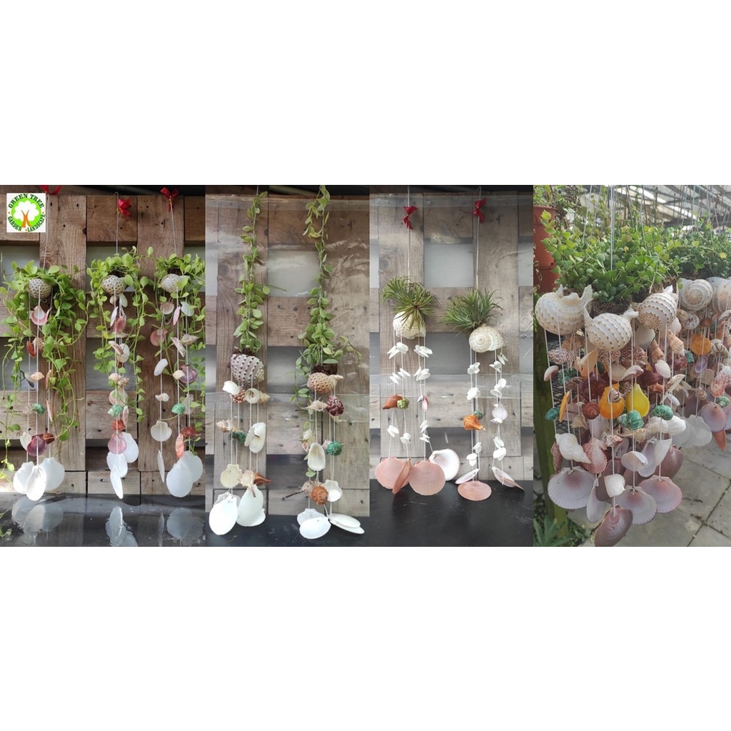 Hanging Plant - Dischidia Oiantha Variegated/Green Dave Plant ...