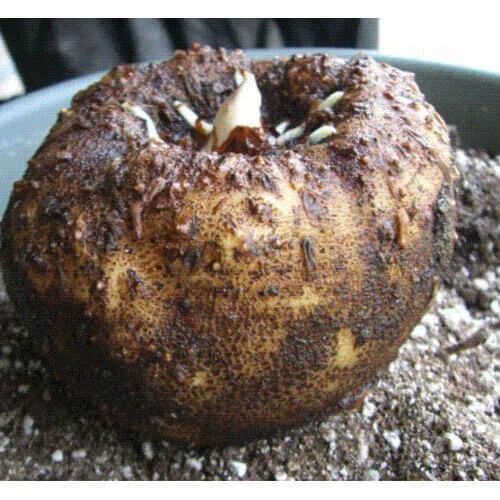 suran elephant foot yam root powder (amorphophallus campanulatus ...
