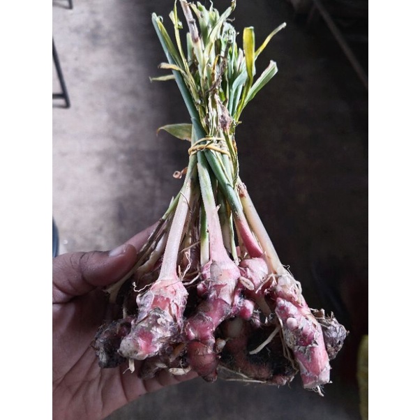 HALIA BARA UBAT ANGIN, GASTRIK, MEDU | Shopee Malaysia
