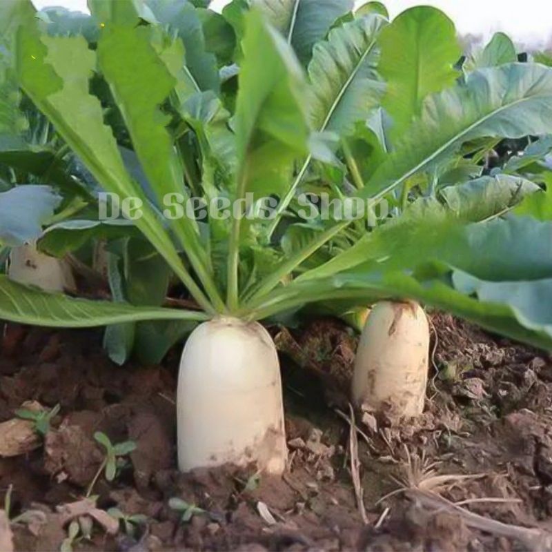 Benih Lobak Putih Local(cepat besar) 20pcs/Radish/本地白萝卜籽 | Shopee Malaysia