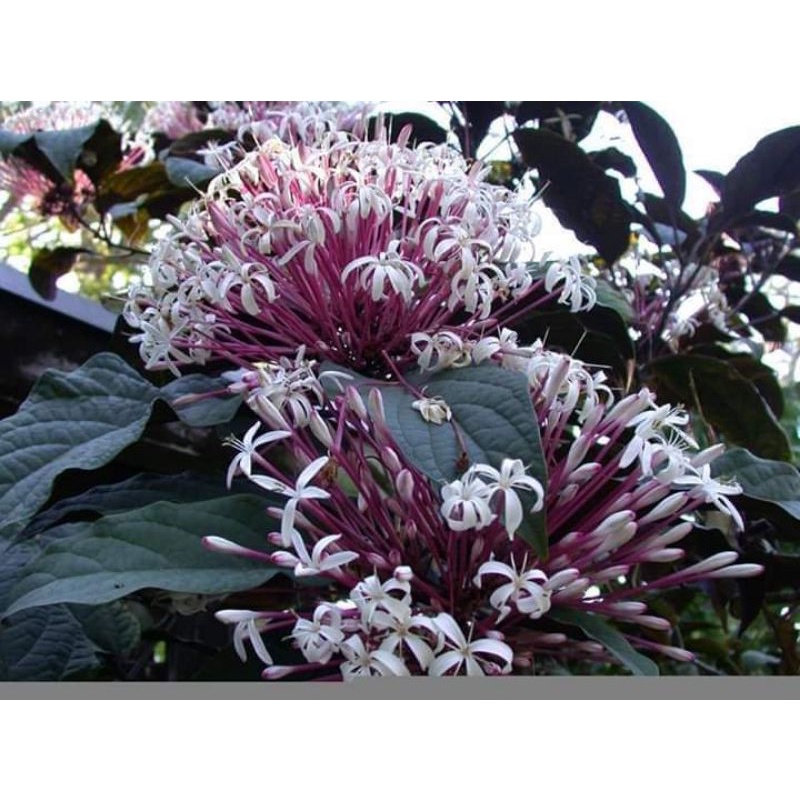 Bagawak Morado variegated(pokok bunga) | Shopee Malaysia