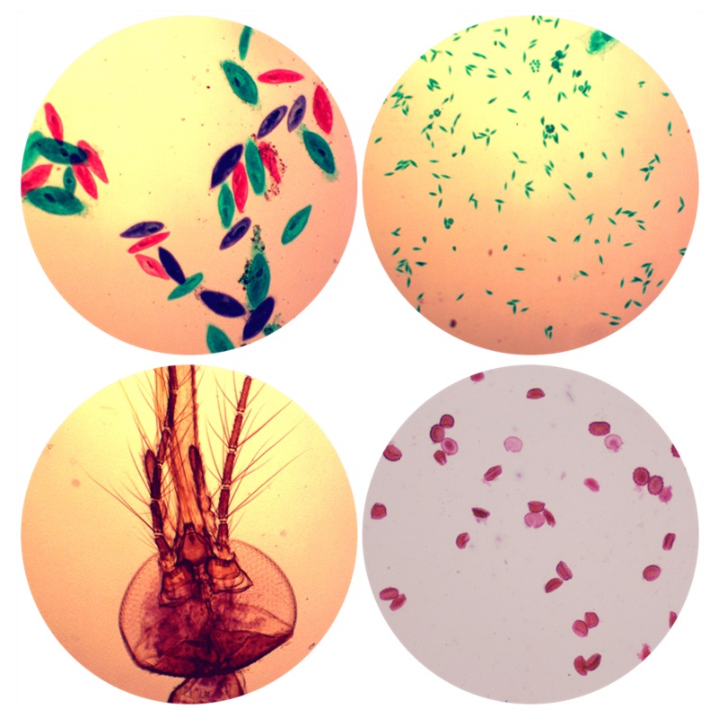 25/50/100pcs Basic Animal Plant Insect Cell Biological Prepared Glass ...