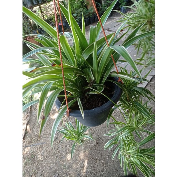 Anak Pokok Spider Plant I Lidah Ayam I Labah Labah | Shopee Malaysia
