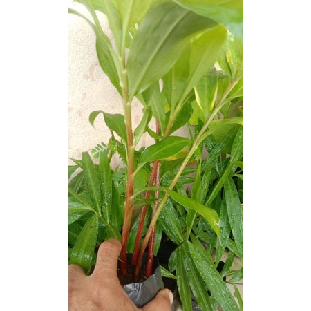 anak pokok lempoyang. Rm15. Lempoyang seedlings. | Shopee Malaysia