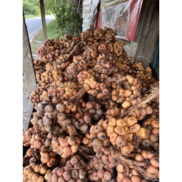 buah kelubi/asam paya 1kg | Shopee Malaysia