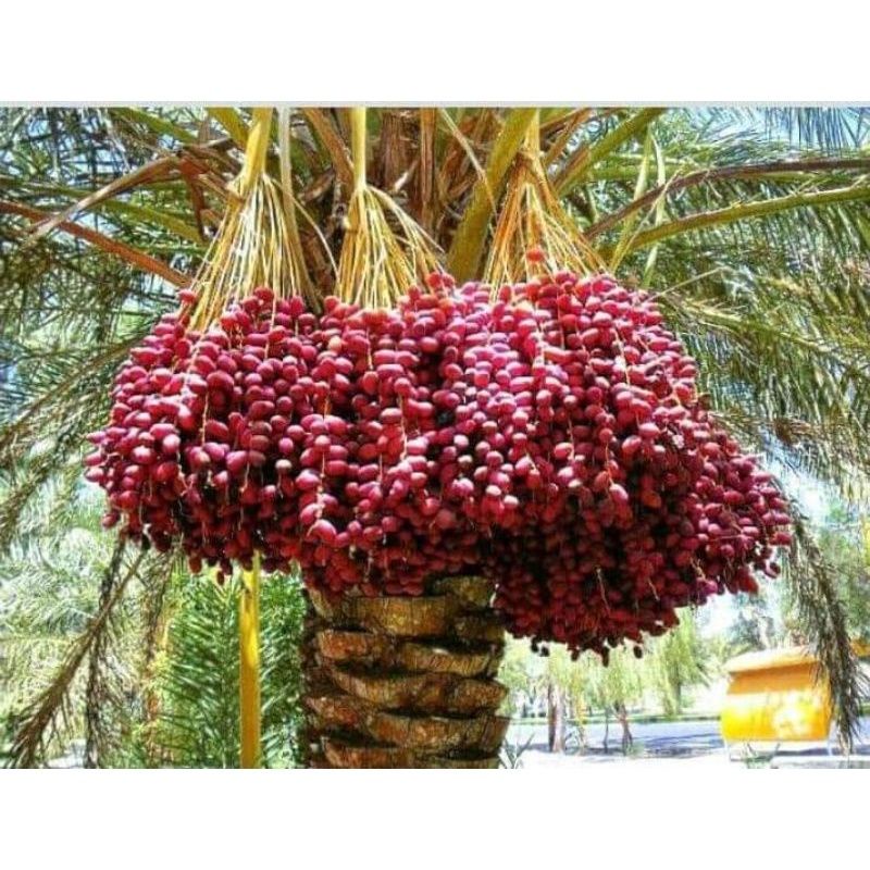 Anak Pokok Kurma Merah | Shopee Malaysia