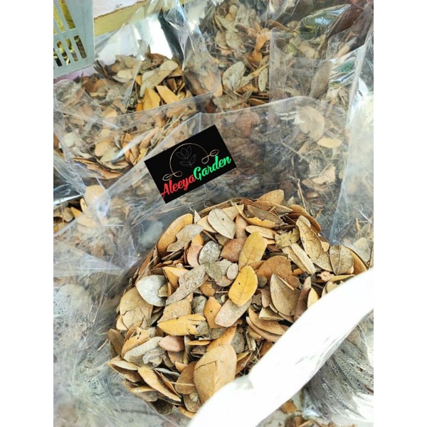 Daun Pukul 5 Medium Kompos Khas Untuk Pokok Keladi,Adenium Dan Lain2 ...