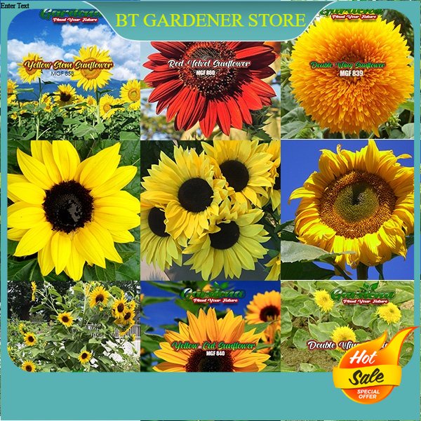15 Pcs biji Benih Bunga Matahari pelbagai jenis sunflower seed Ready ...