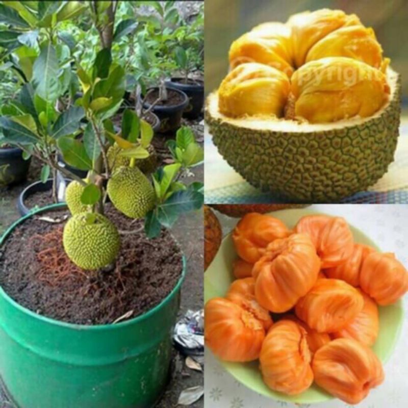 Benih pokok cempedak durian | Shopee Malaysia