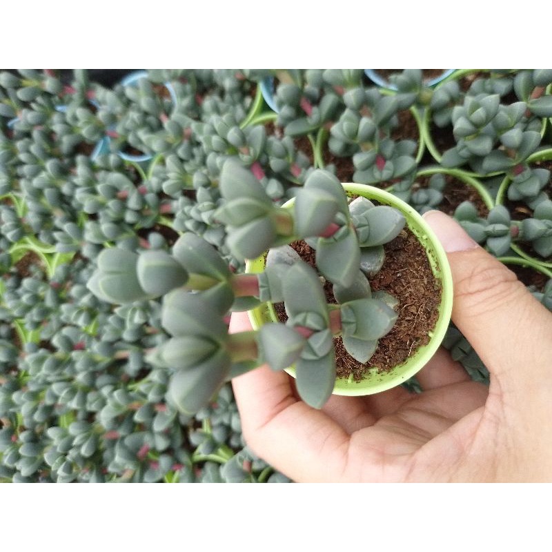 Ready stock *鹿角海棠Astridia velutina (L.Bolus) Dinter）5.5cm live plant ...