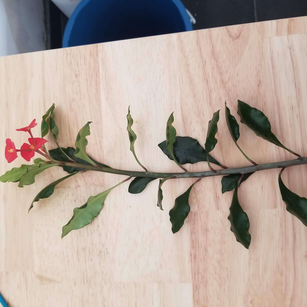 LVP - Euphorbia geroldii stem cutting / keratan batang bunga astro ...