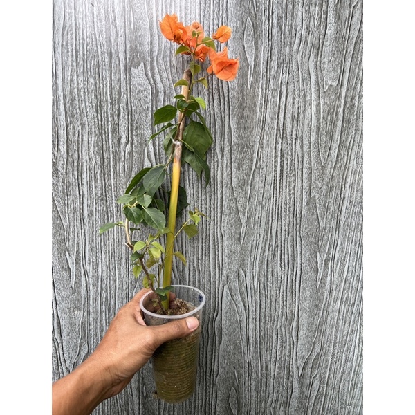 POKOK BUNGA KERTAS OREN | Shopee Malaysia
