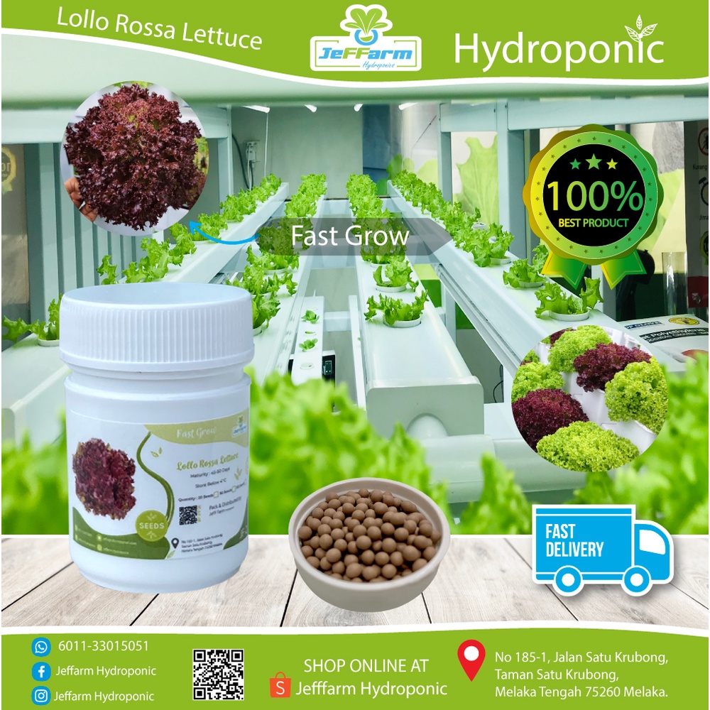Lettuce lollo Rossa ( 20,50,100Seeds) Jeffarm Hydroponic | Shopee Malaysia