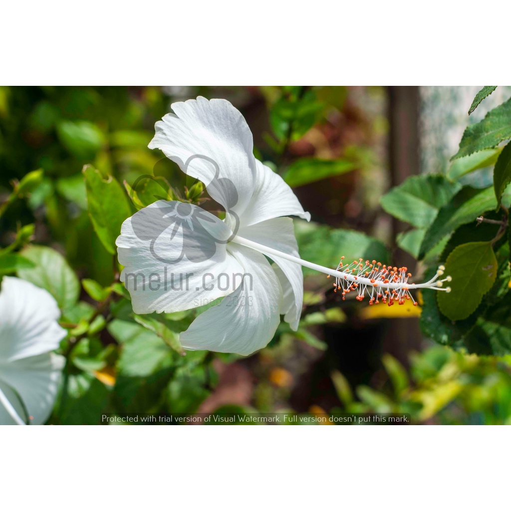 LVP - White Hibiscus cutting / Keratan Bunga raya kampung bunga putih ...