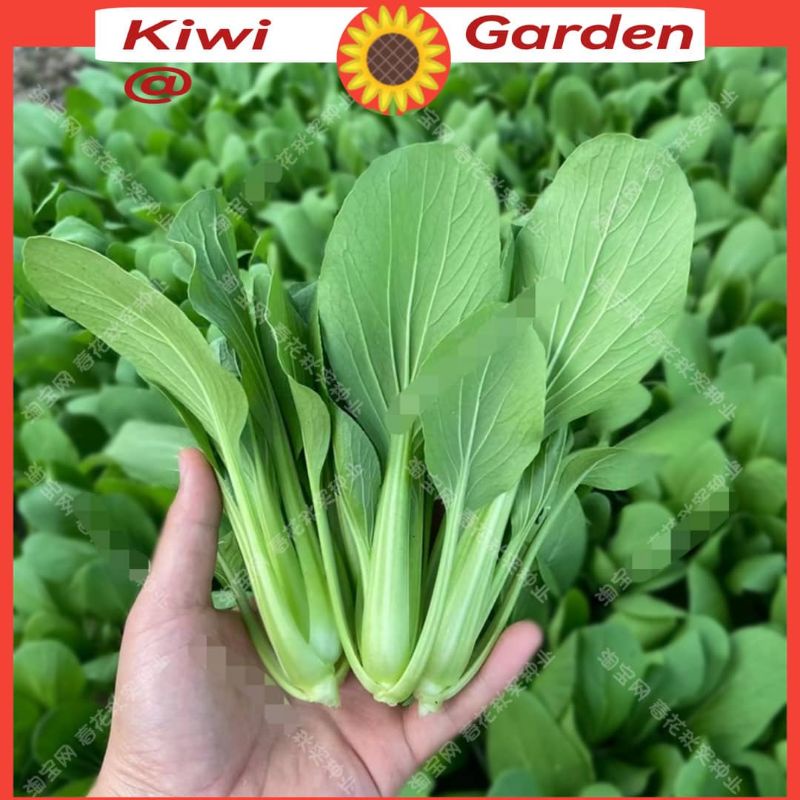 L18 Baby Choy Sum Seeds (200+/-) Biji Benih Sawi Kecil 鸡毛菜种子 Vegetable ...