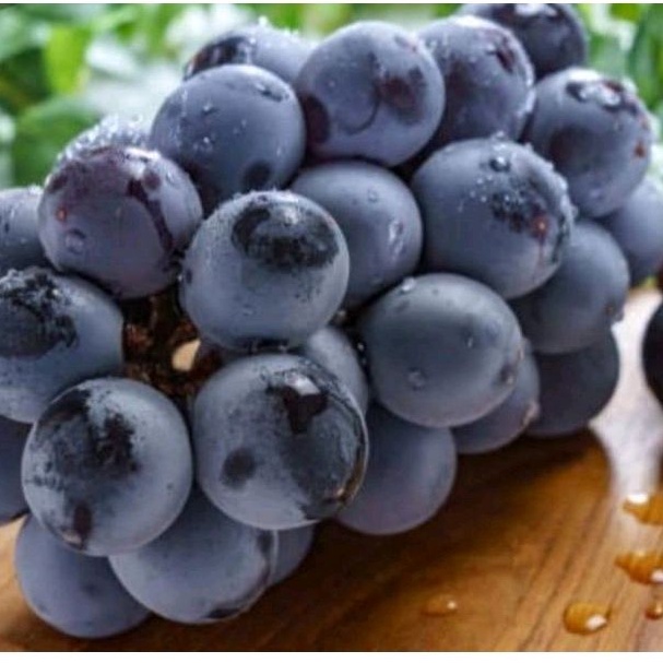 POKOK ANGGUR KYOHO - PREMIUM GRAPE | Shopee Malaysia